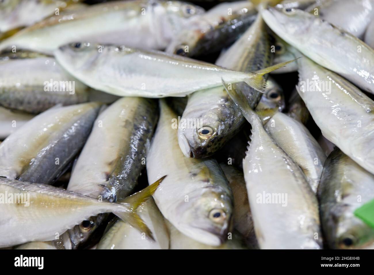 Slime fish hi-res stock photography and images - Alamy