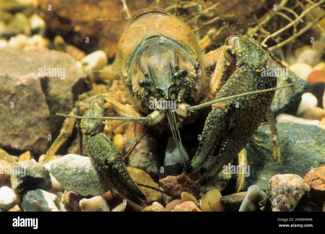 Camberkrebs hi-res stock photography and images - Alamy