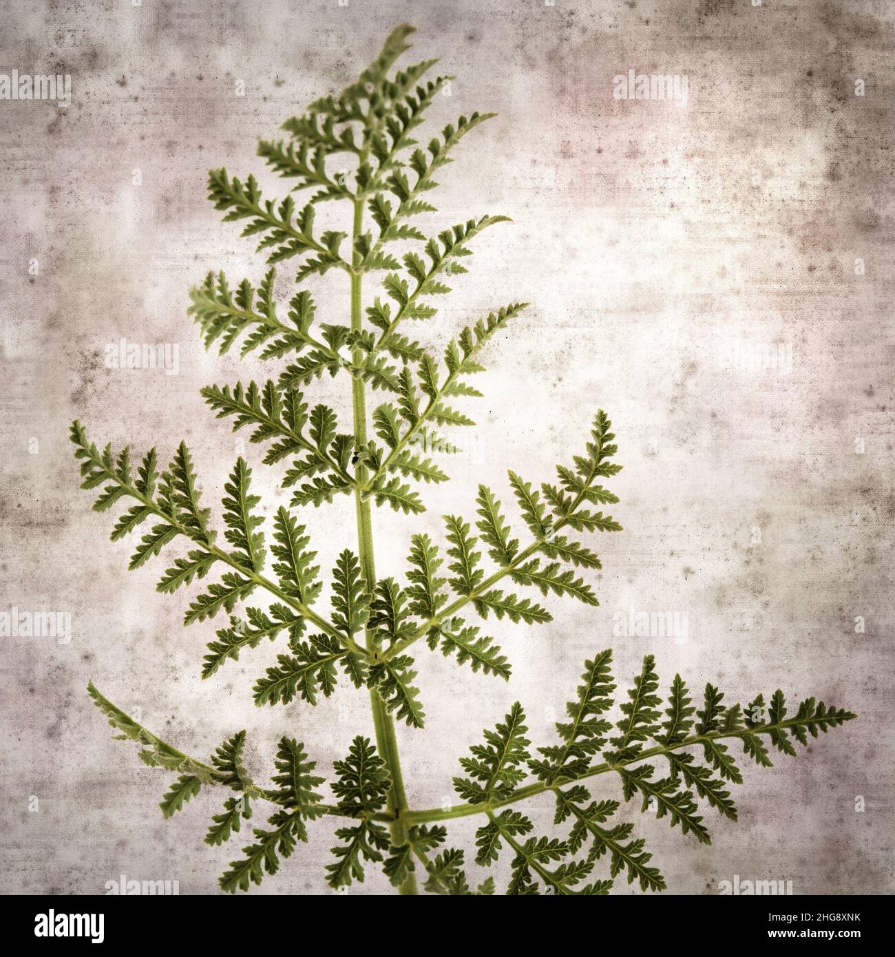 square stylish old textured paper background with lacy leaves of ...