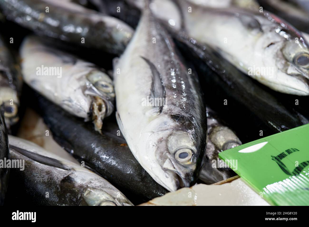 Megalaspis hi-res stock photography and images - Alamy