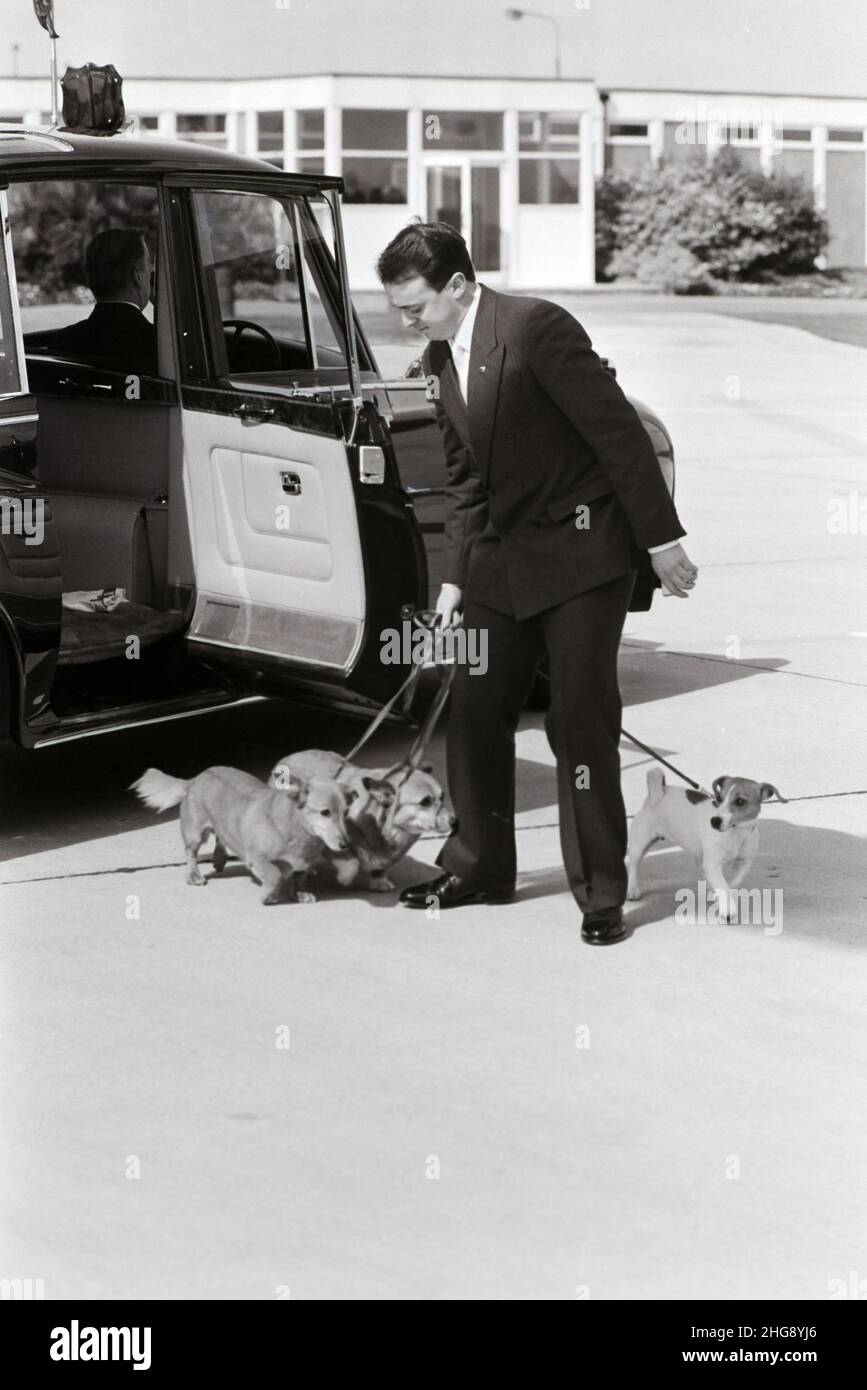 Queen Elizabeth II's aids walking her Corgis Heathrow Airport August ...
