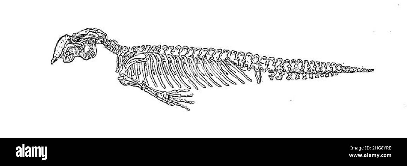 Skeleton of Dugong dugon(Raillet Stock Photo - Alamy