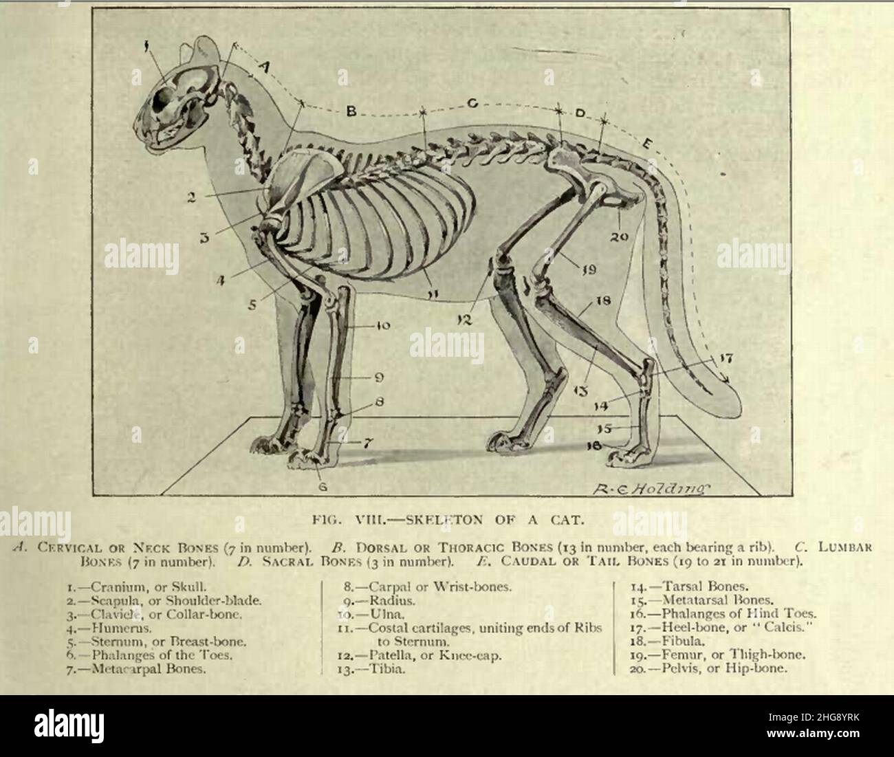 Skeleton of a cat hi-res stock photography and images - Alamy