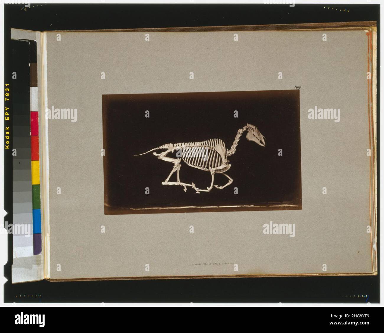 Skeleton of horse. Running. Off the ground Stock Photo - Alamy