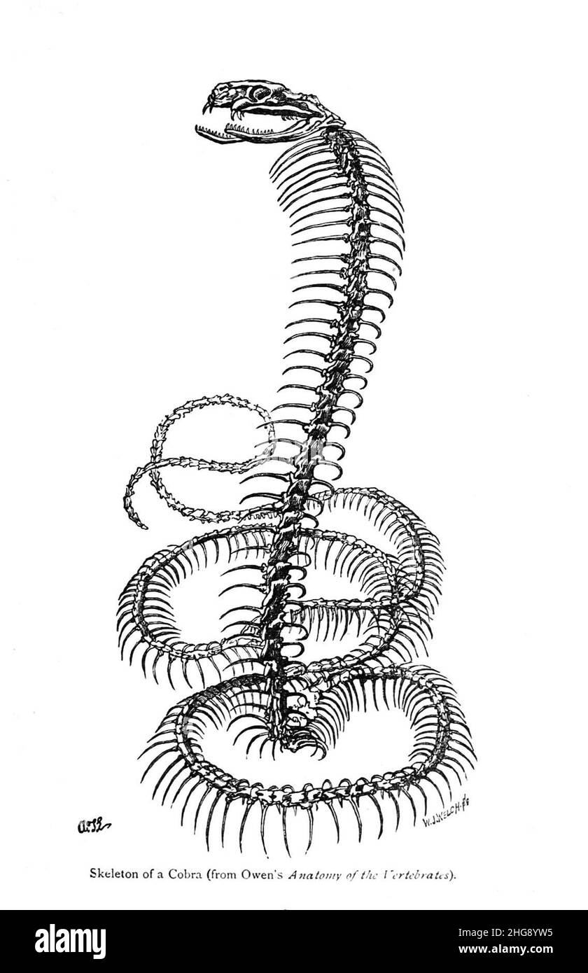 Skeleton of a cobra Stock Photo - Alamy