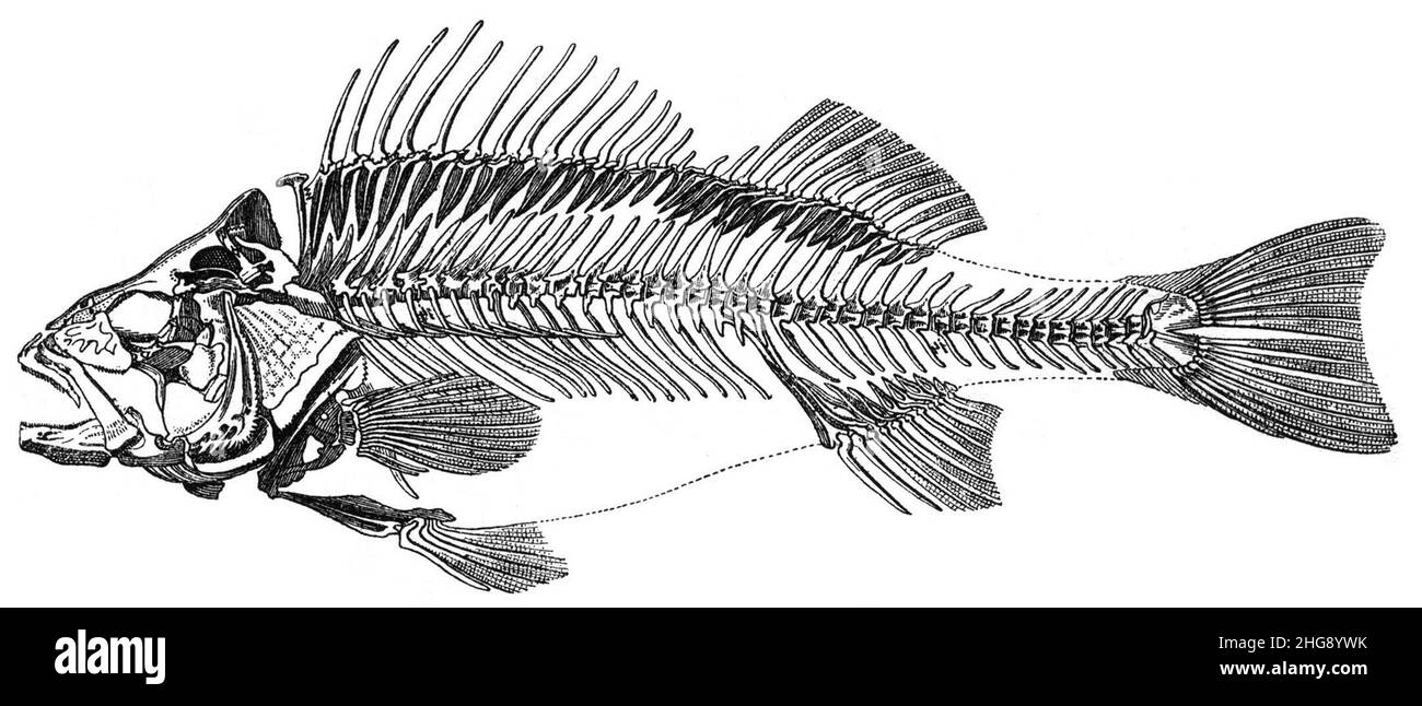 Skeleton of a bass Stock Photo - Alamy