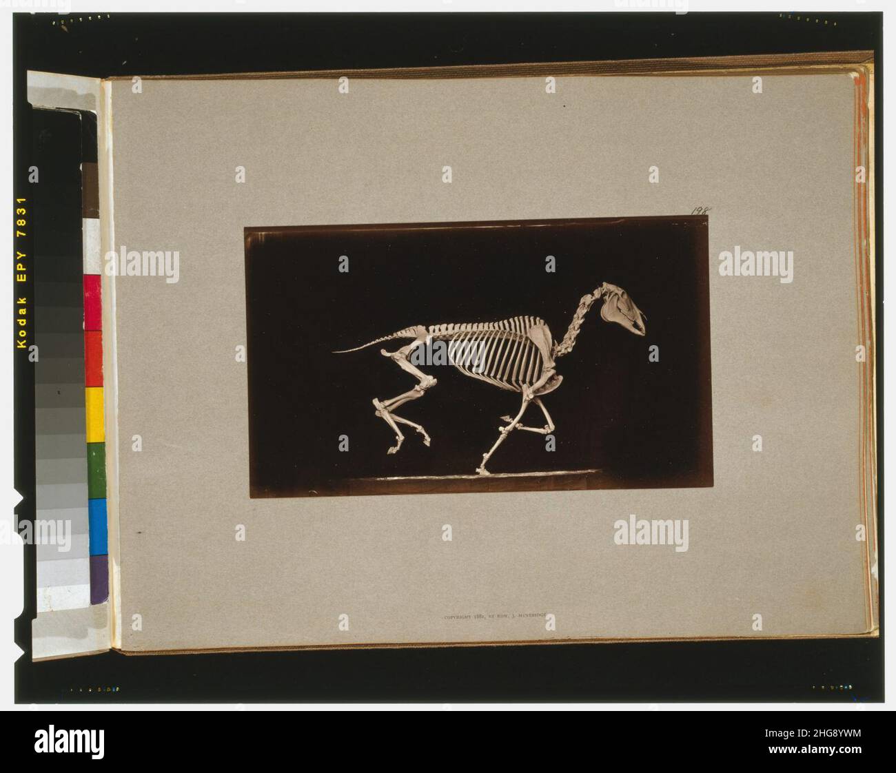 Skeleton of horse. Running. Leaving the ground Stock Photo - Alamy