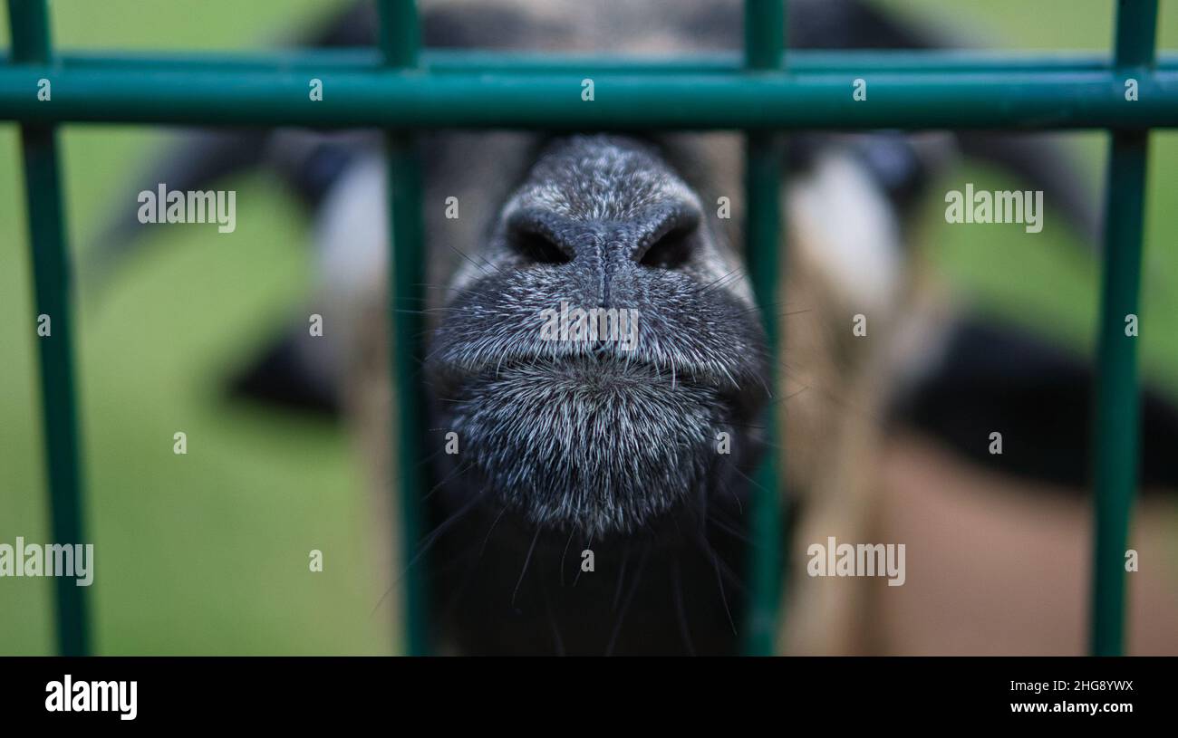 a goat in portrait where the snout is stretched towards. the snout is ...