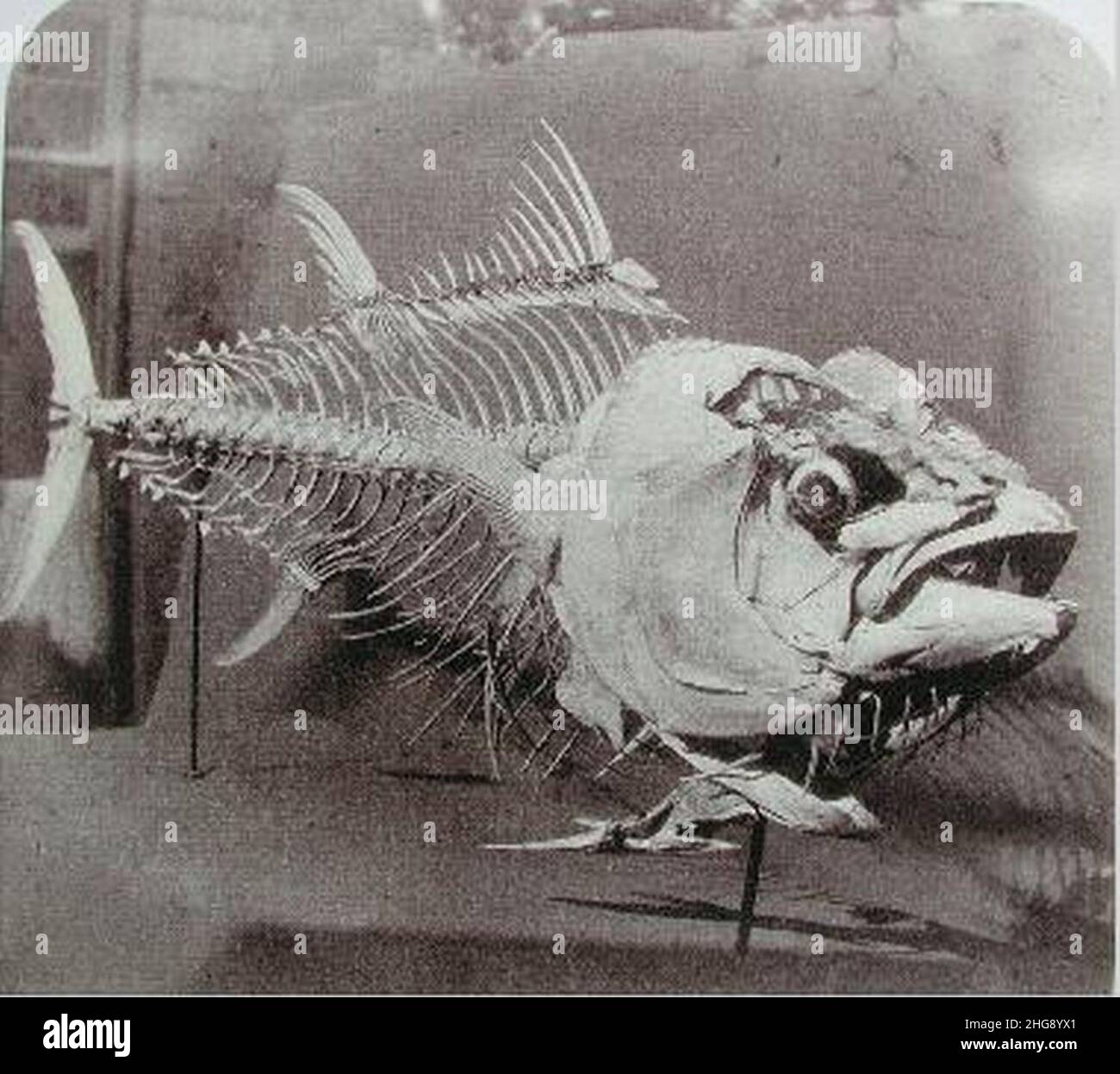 Skeleton of a blue-fin tunny-fish caught in Madeira Island, 1857 Stock ...