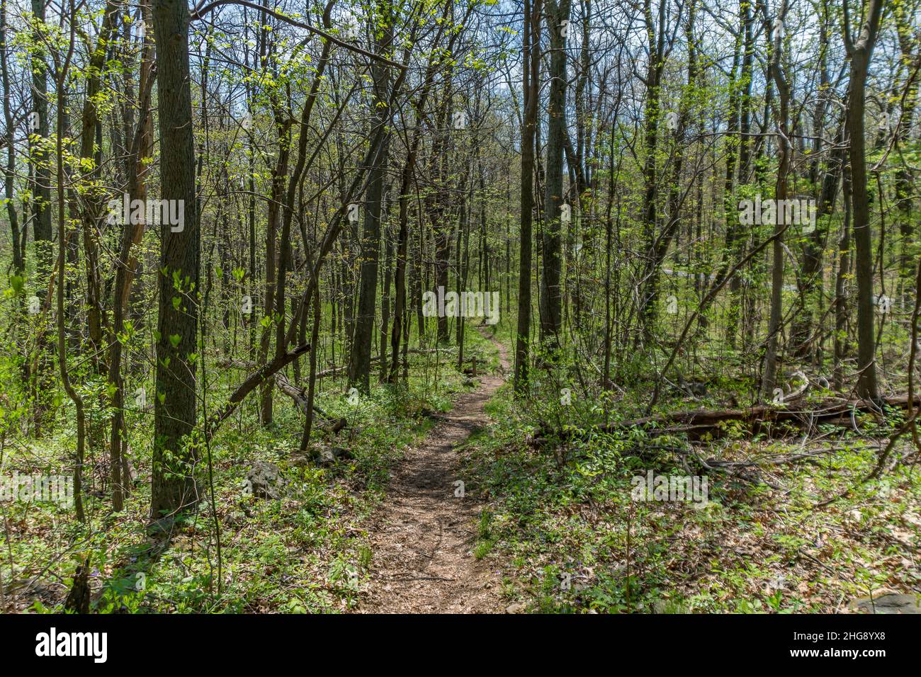 Trail through tall trees in a lush forest, Shenandoah National Park ...