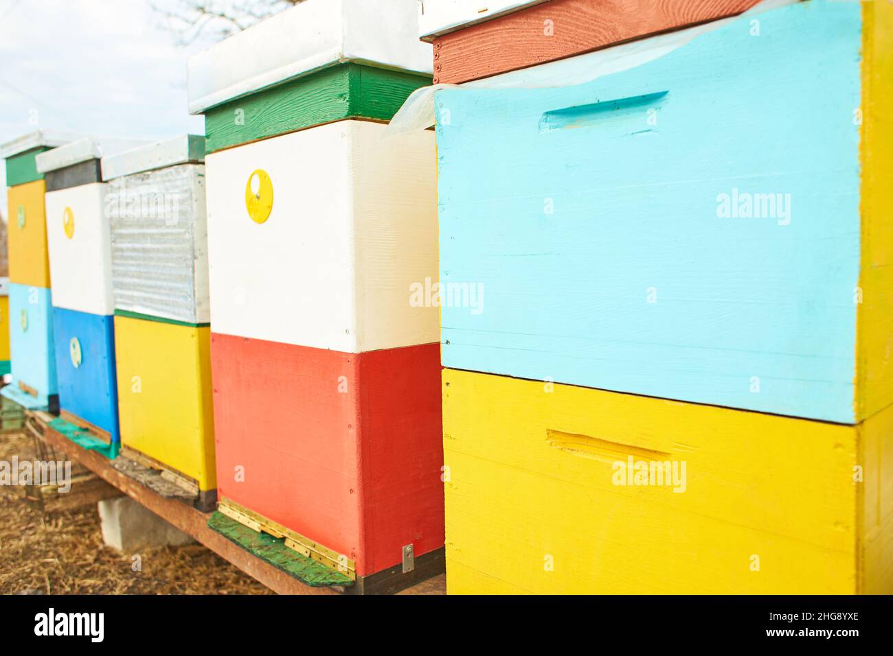 colored wooden bee hives in winter Stock Photo - Alamy