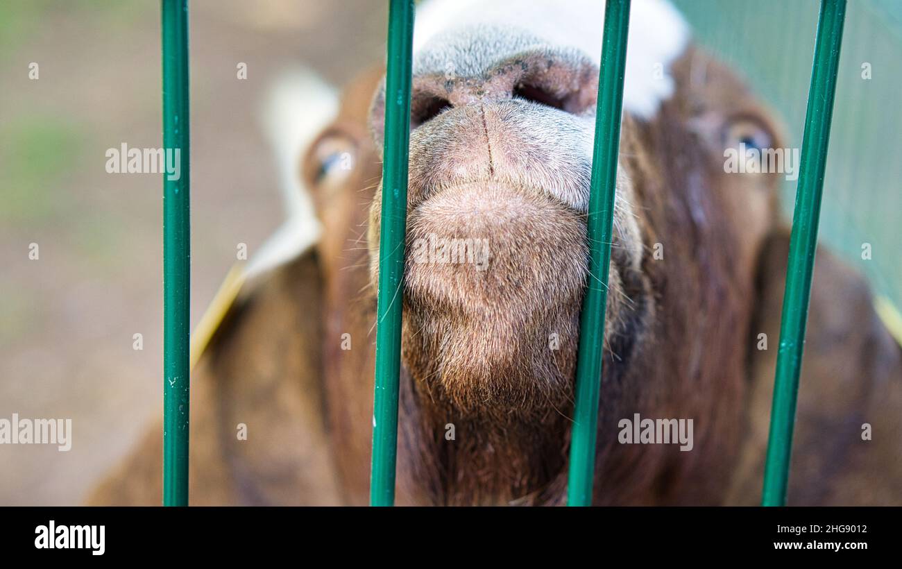a goat in portrait where the snout is stretched towards. the snout is ...