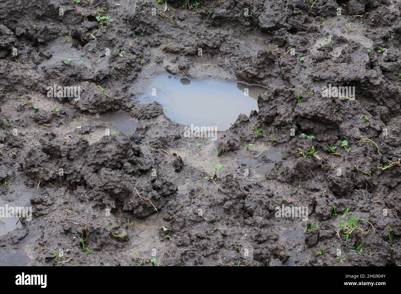 A muddy puddle in winter. Dorset UK Stock Photo - Alamy