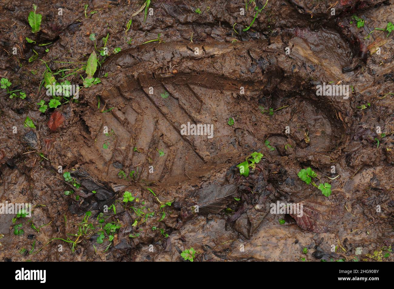 Boot print in soft mud in field. Dorset, UK Stock Photo - Alamy