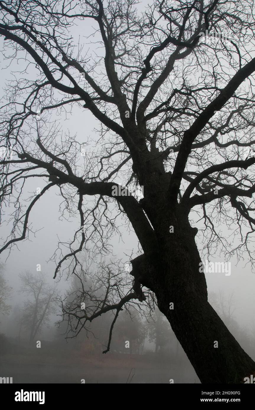 Horror tree hi-res stock photography and images - Alamy