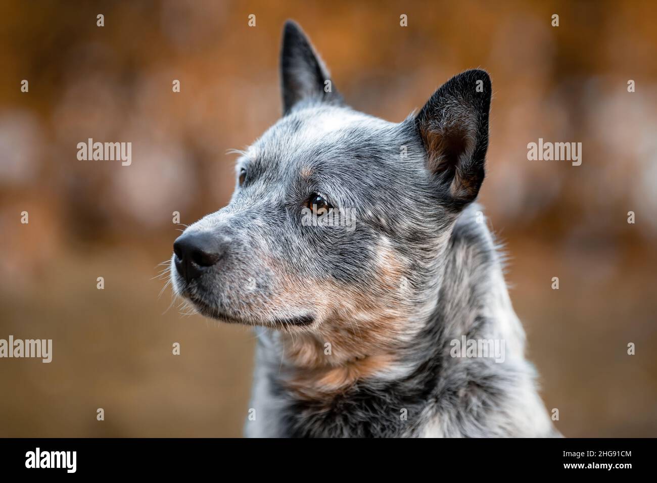 Close up portrait of australian cattle dog or blue heeler at nature in ...