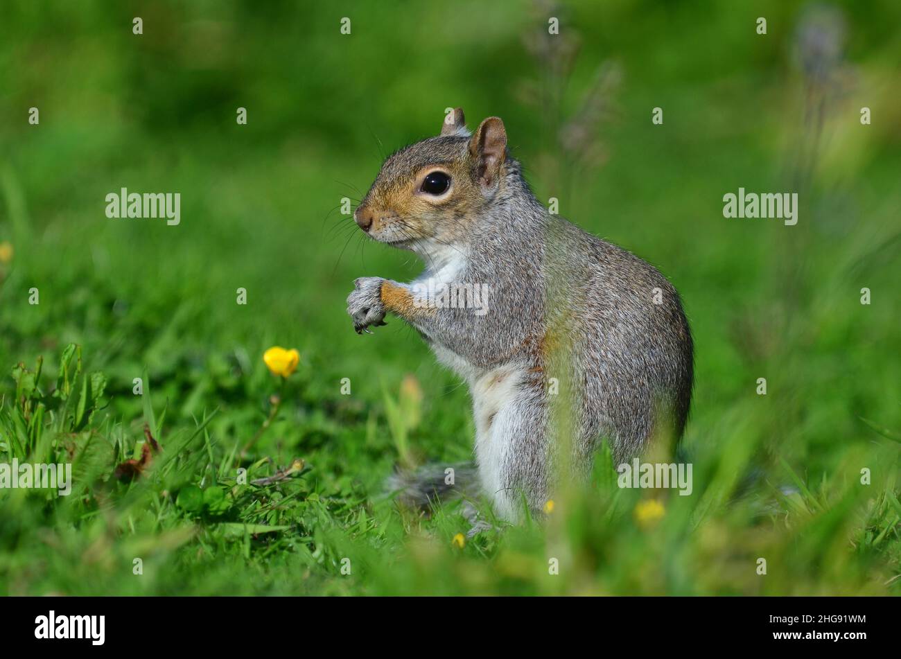 grey squirrel foraging in grassland habitat Stock Photo - Alamy