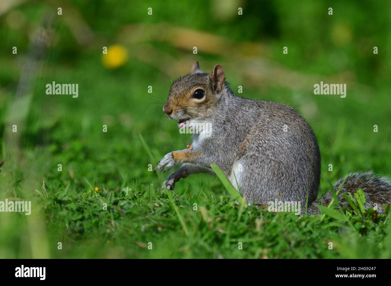 grey squirrel foraging in grassland habitat Stock Photo - Alamy