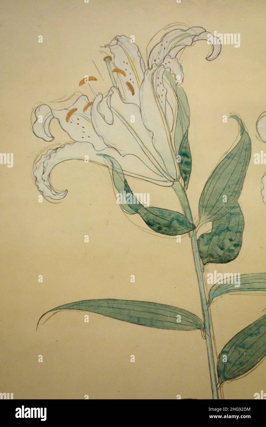 Sketch of White Lilies by Bakusen Tsuchida, detail, 1935, sumi and ...