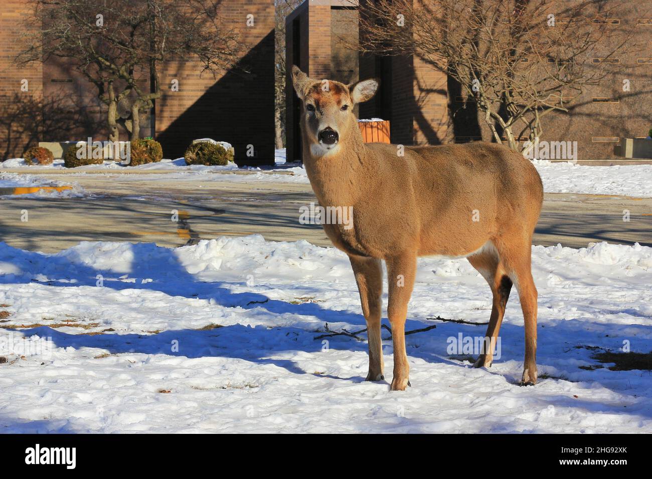 Deer roaming the woods hi-res stock photography and images - Alamy