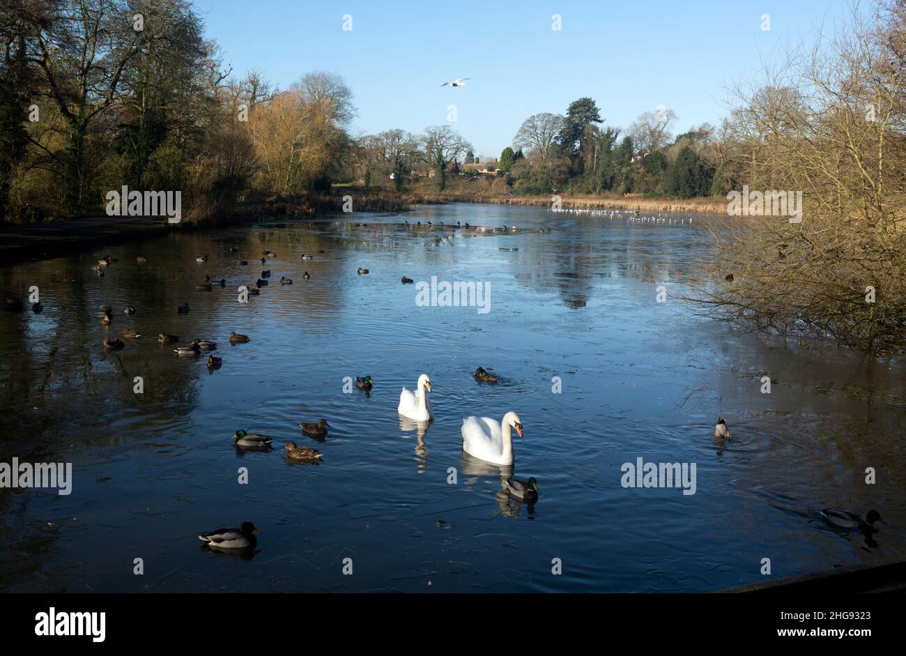The lake in Abbey Fields in winter, Kenilworth, Warwickshire, England ...