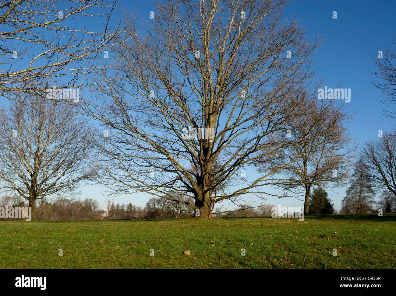 Abbey Fields in winter, Kenilworth, Warwickshire, England, UK Stock ...
