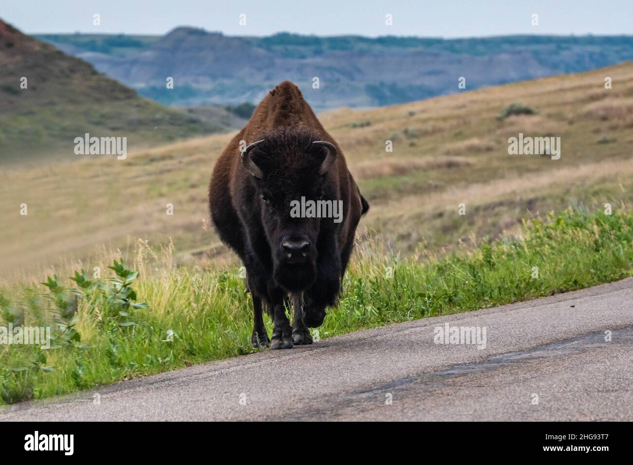 American Bison in the field of Theodore Roosevelt NP, North Dakota ...