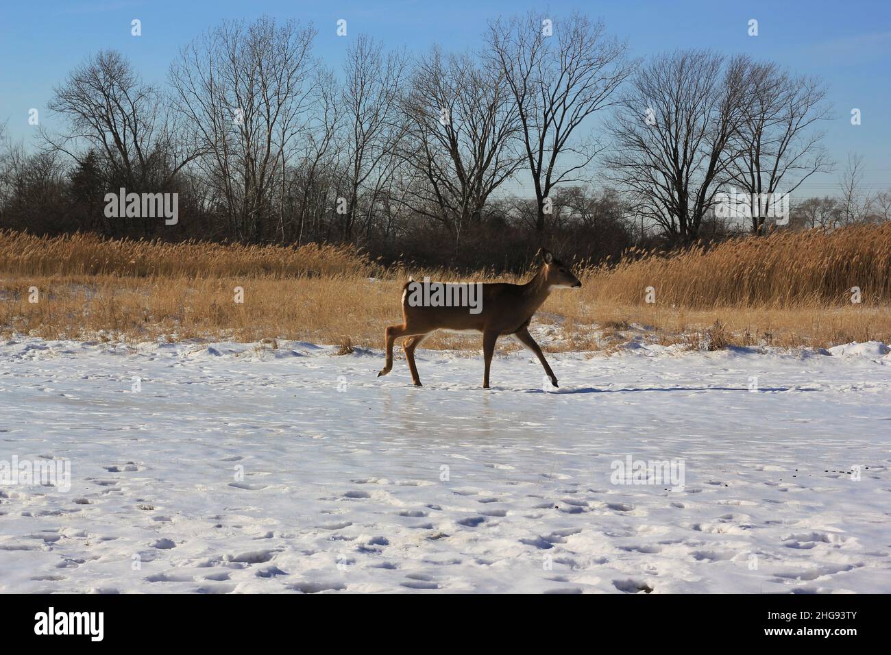 Single wild doe and deer roaming around the wild open fields Stock ...