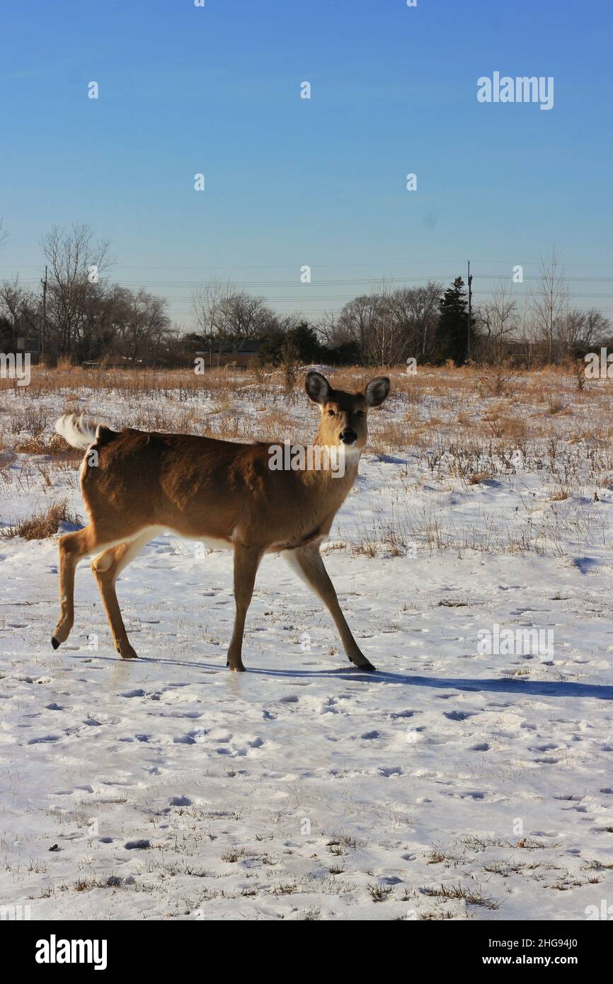 Single wild doe and deer roaming around the wild open fields Stock ...
