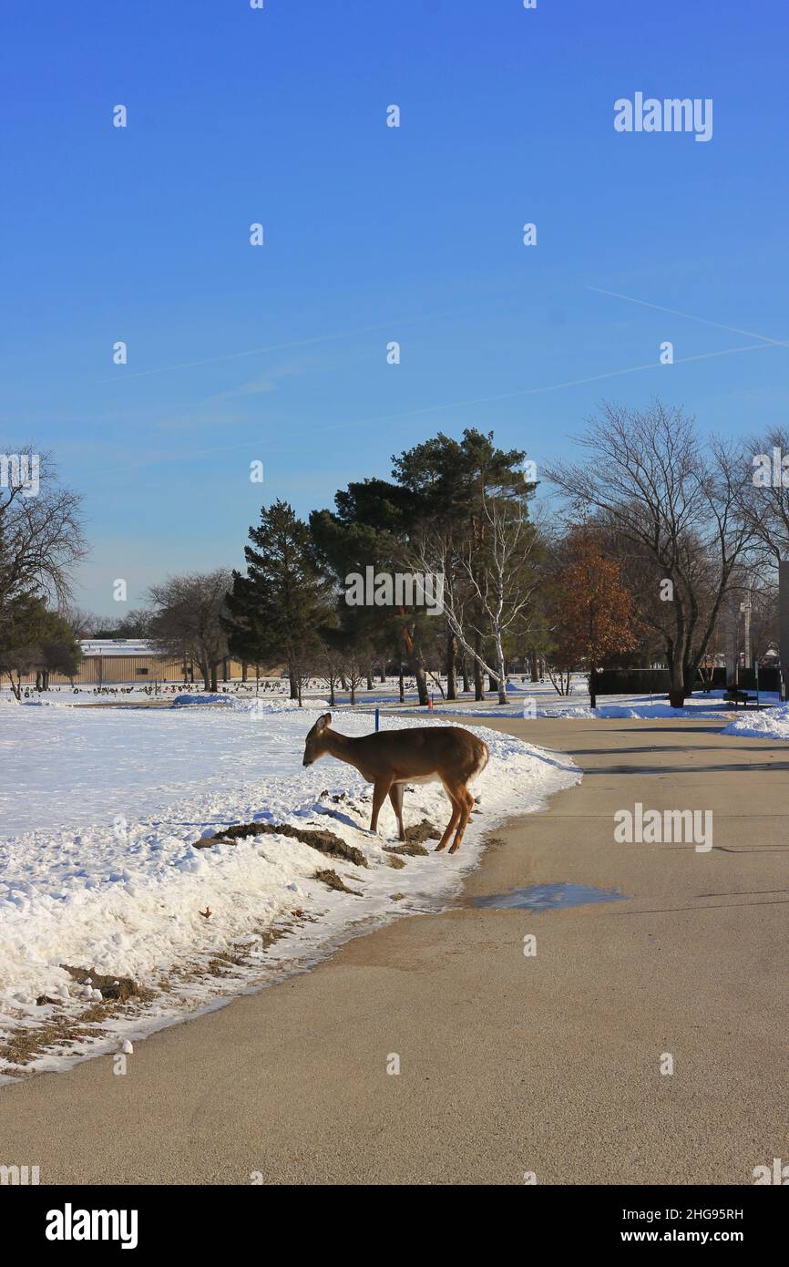 Single wild doe and deer roaming around the wild open fields Stock ...