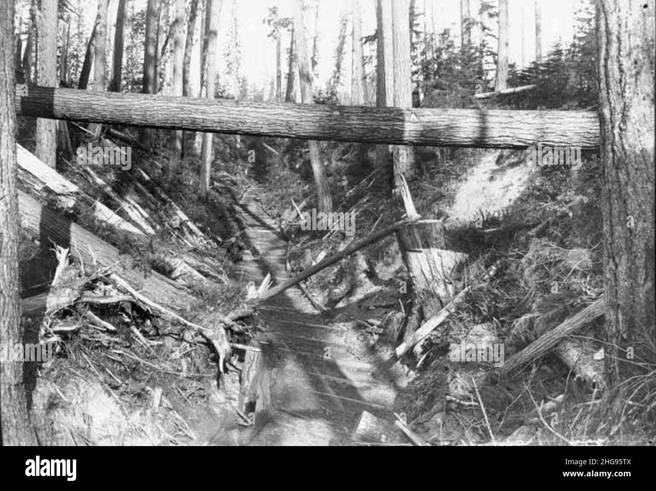 Skid road at lumber camp, near Wilkeson, July 26, 1893 (WAITE 64 Stock ...