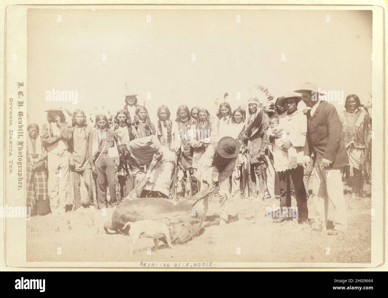 Skinning beef at beef issue Stock Photo - Alamy