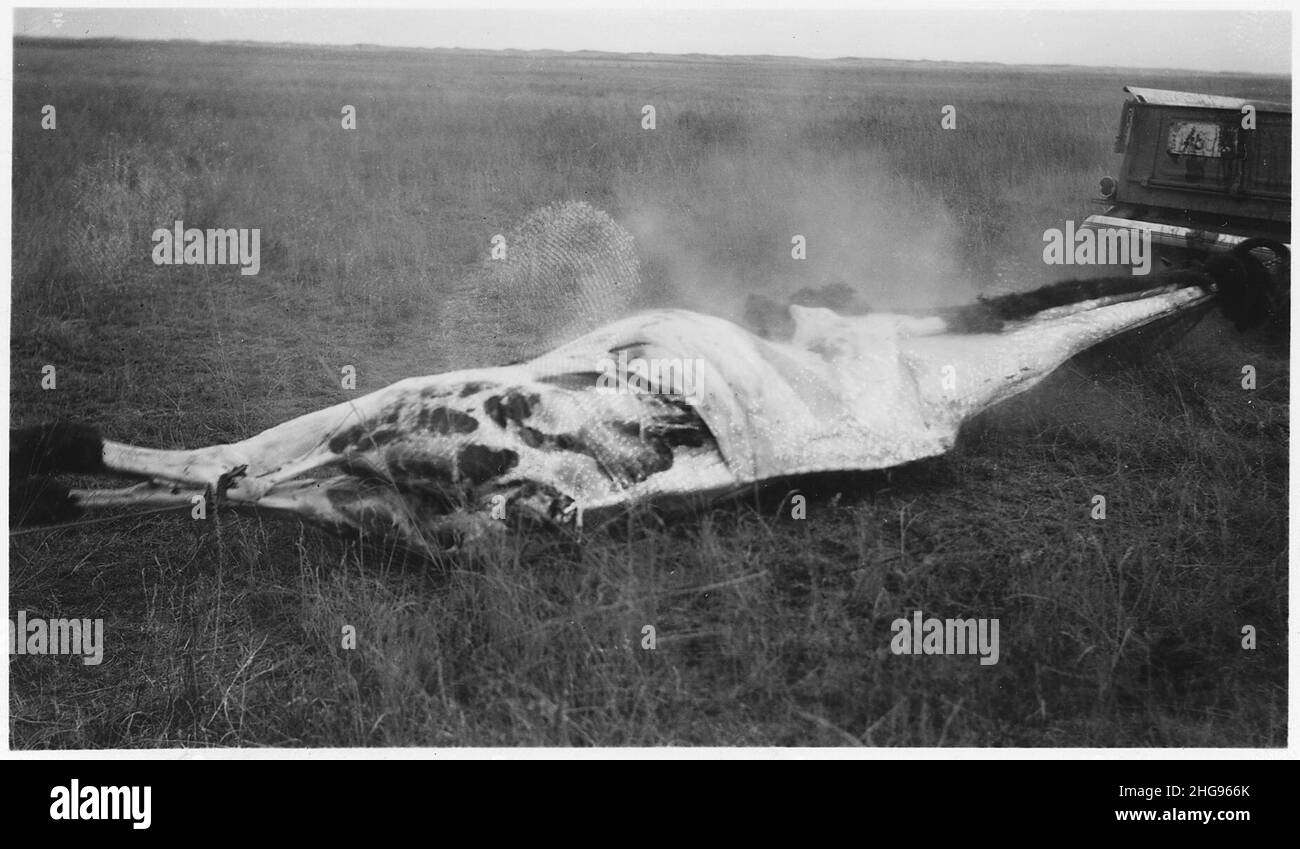 Skinning buffalo hi-res stock photography and images - Alamy