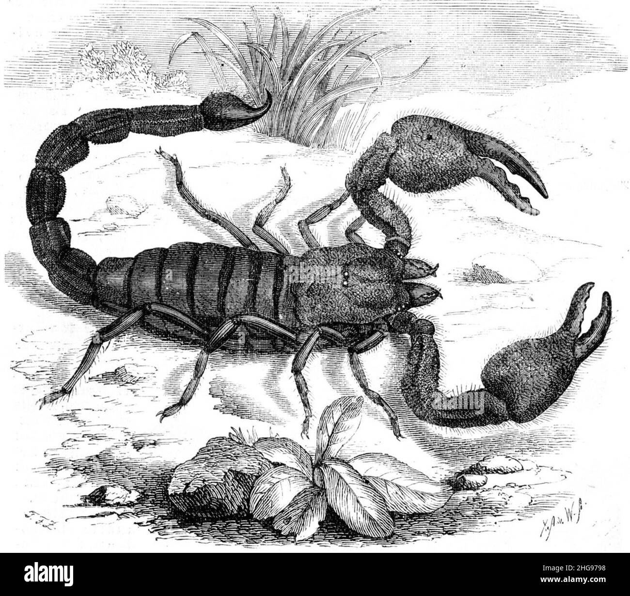 Skorpion hi-res stock photography and images - Alamy