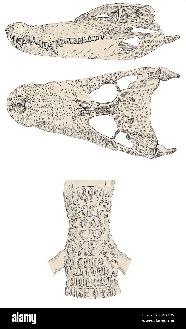 Skull of caiman hi-res stock photography and images - Alamy
