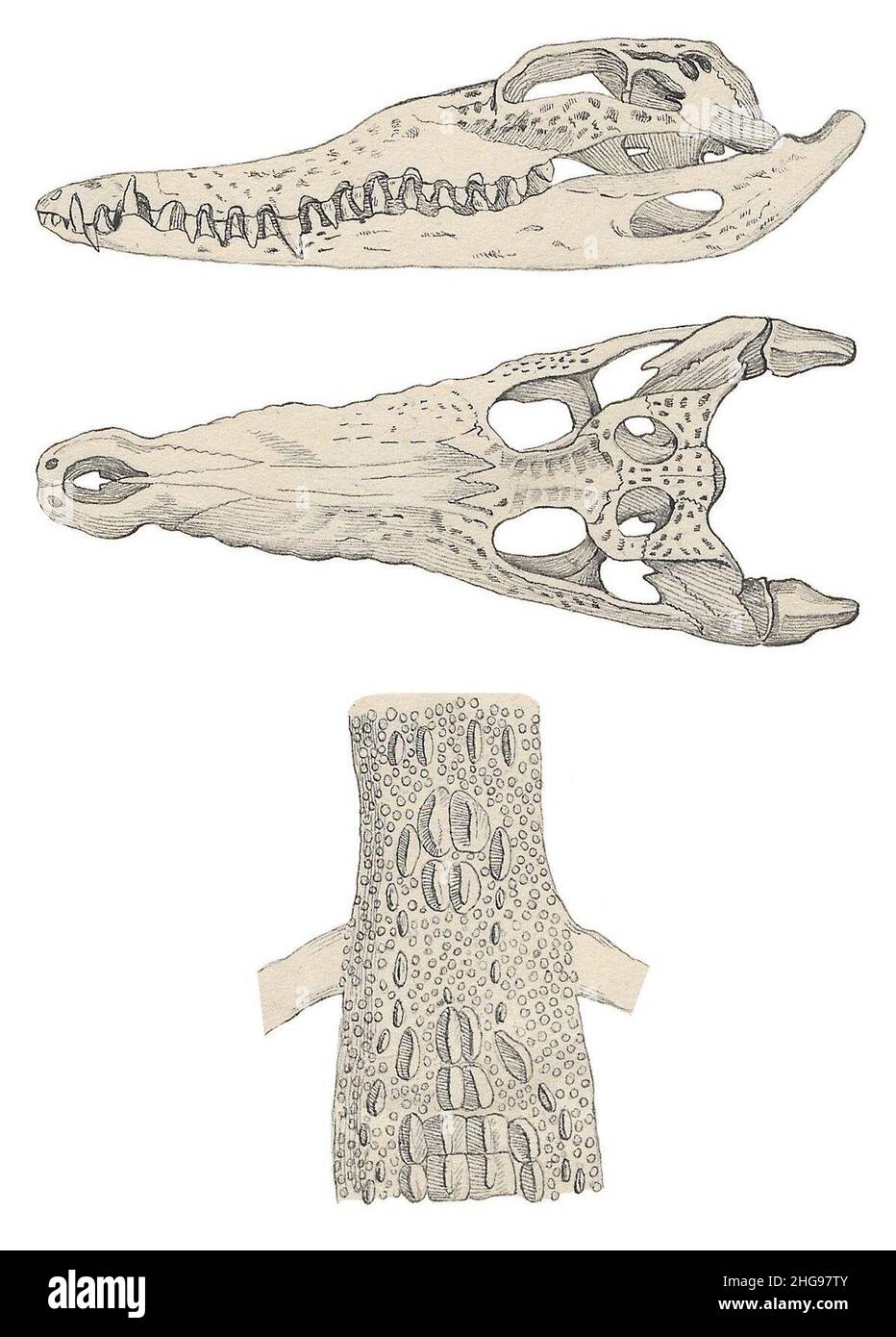 Skull & scutes - Crocodylus acutus Stock Photo - Alamy
