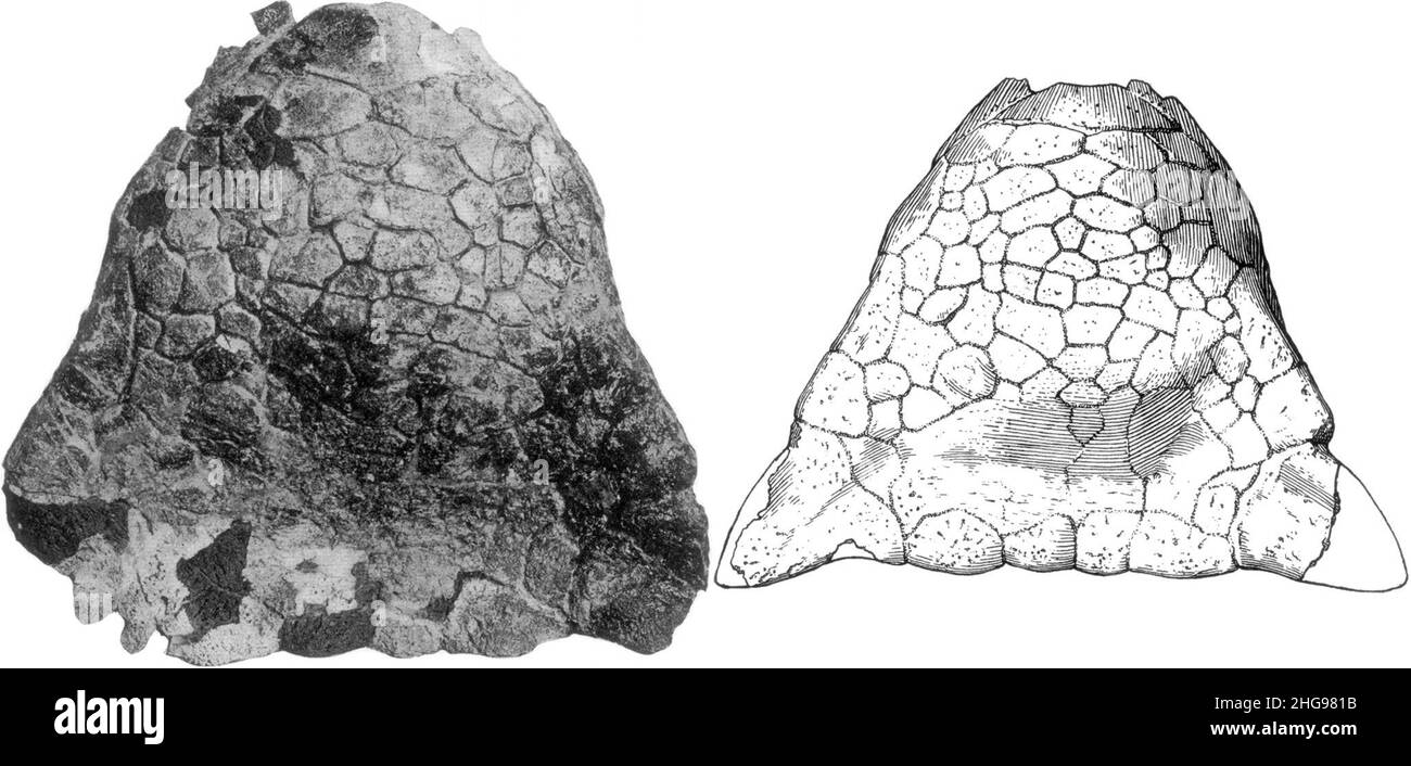 Skull of Ankylosaurus Stock Photo - Alamy