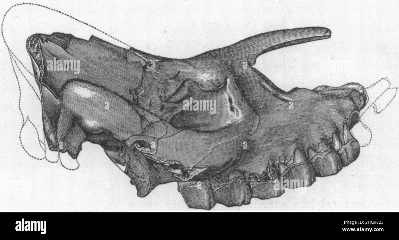 Skull of Aphelops malacorhinus Stock Photo - Alamy