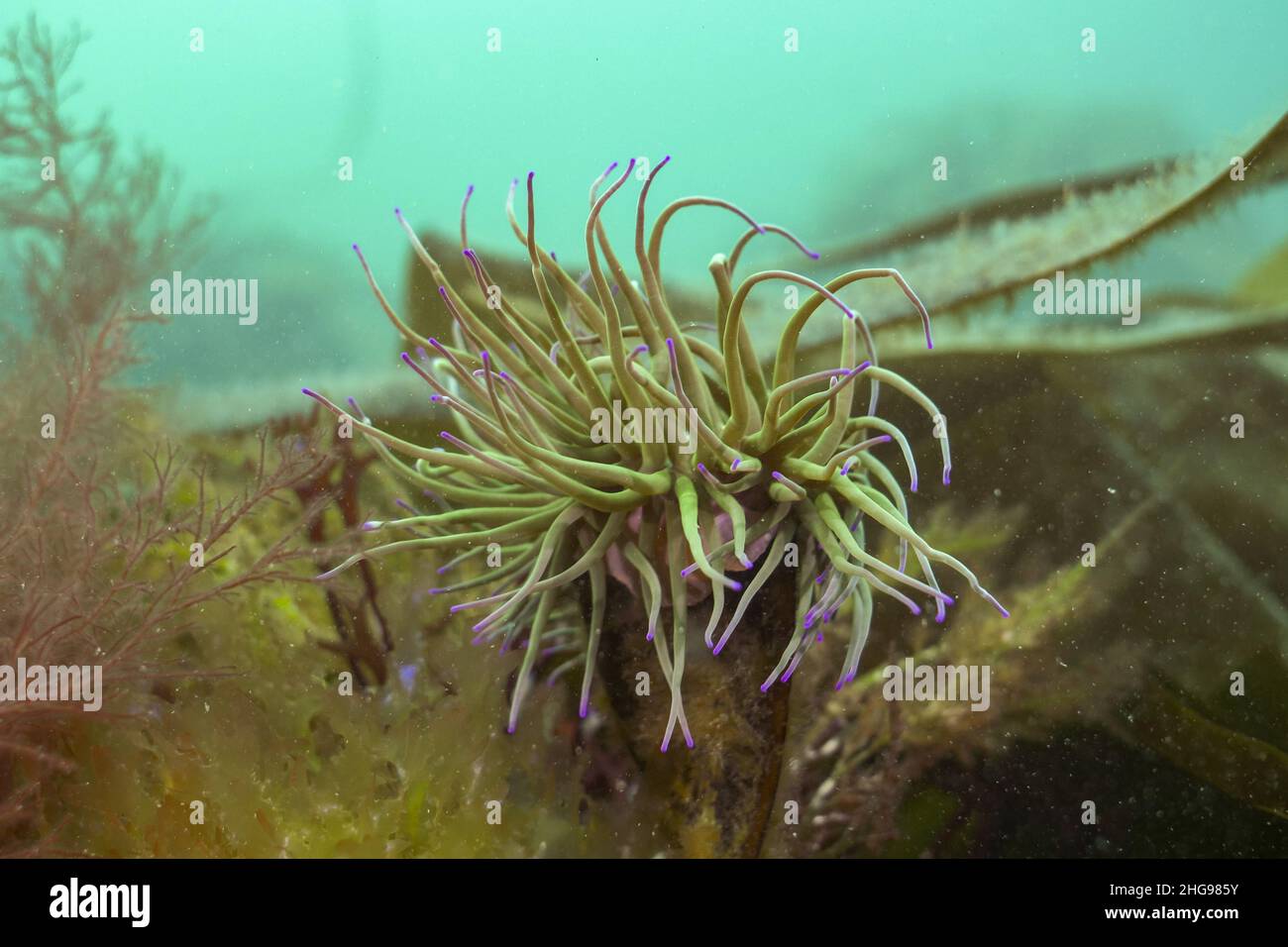 Snakelocks anemone (Anemone viridis) on a Welsh reef Stock Photo - Alamy