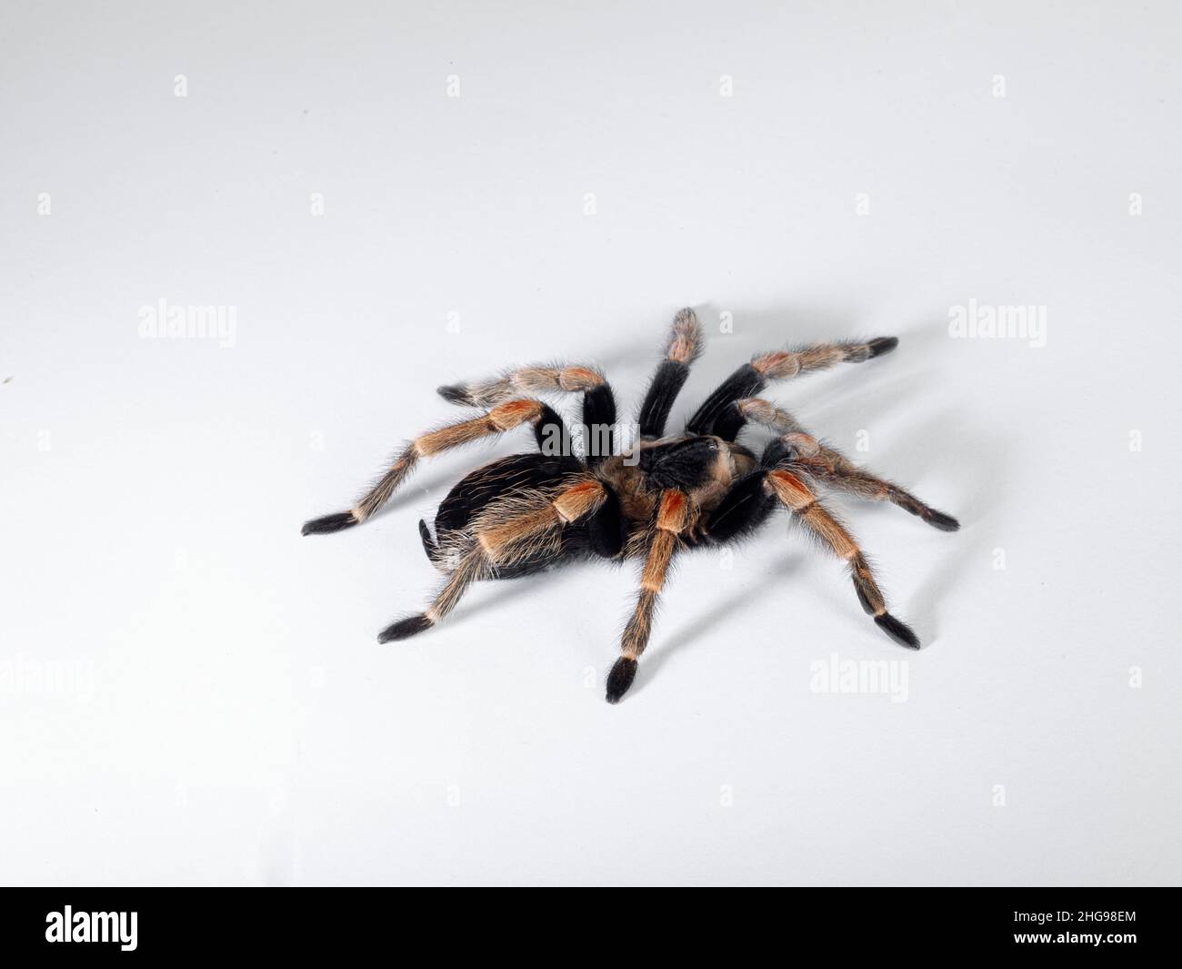 Mexican red-kneed tarantula Stock Photo - Alamy