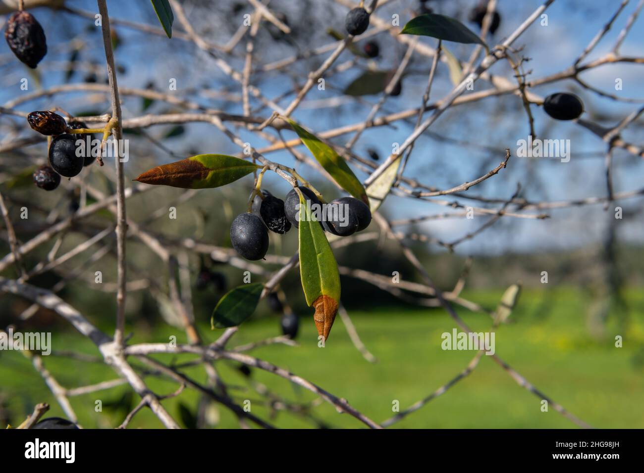 Wild olive tree hi-res stock photography and images - Alamy