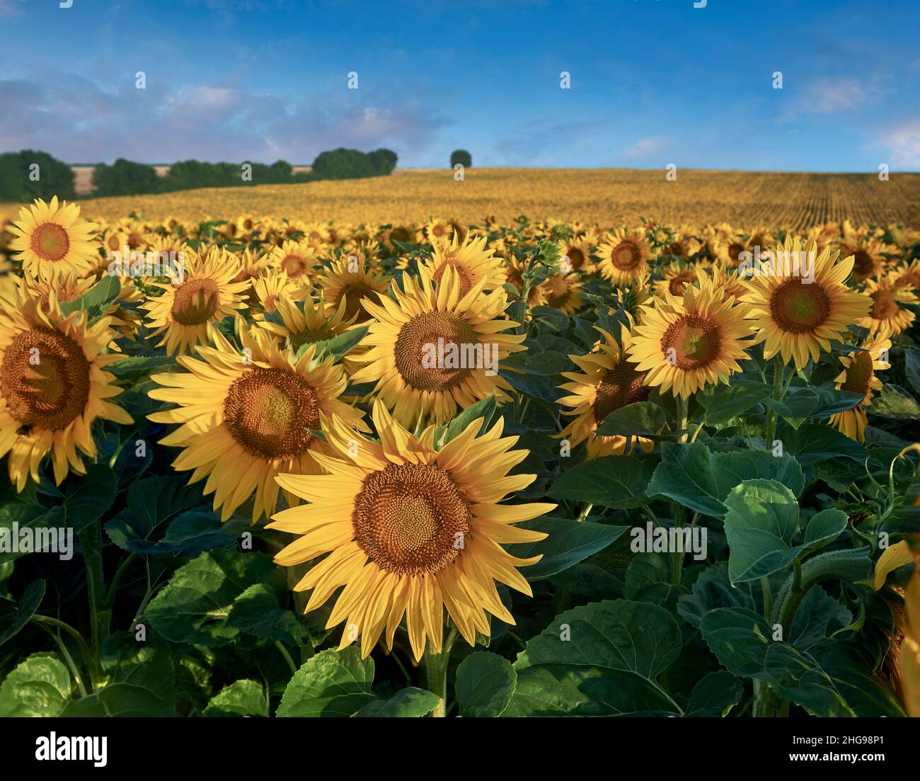 Sunflower heads flowering in a filed of sunflowers in early moring sun ...