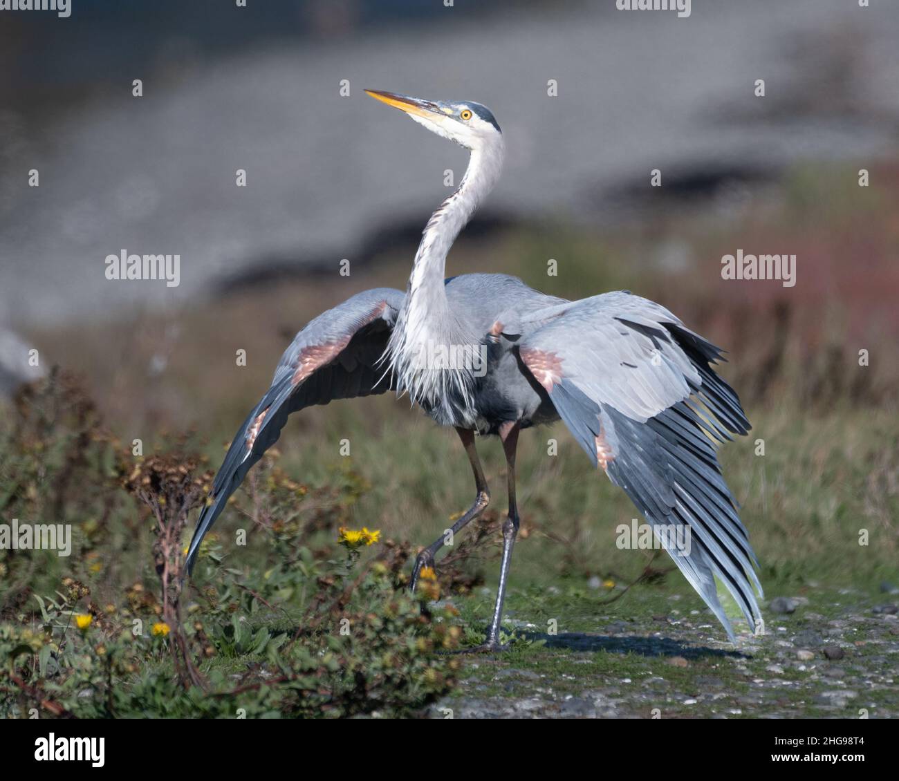 Great Blue Heron walking in rural landscape, British Columbia, Canada ...