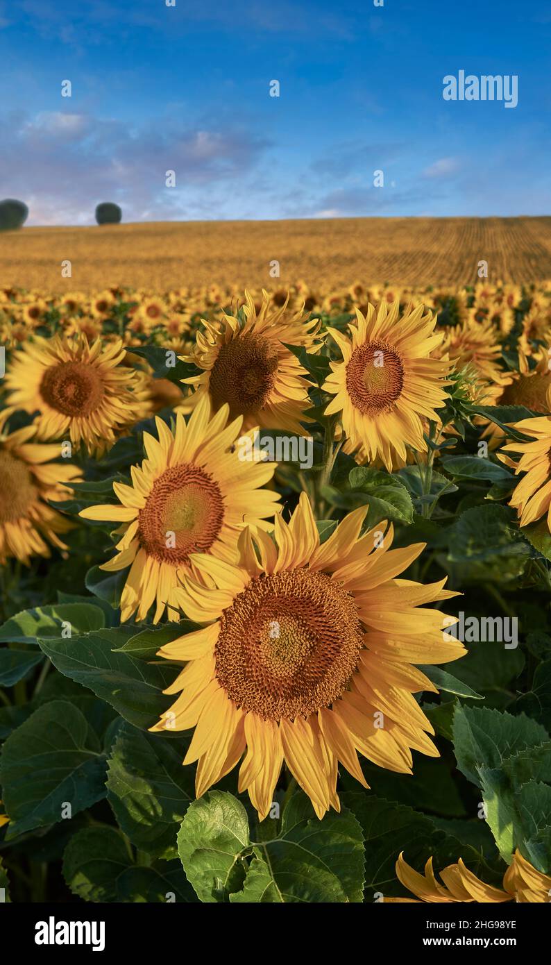 Head in heads hi-res stock photography and images - Alamy