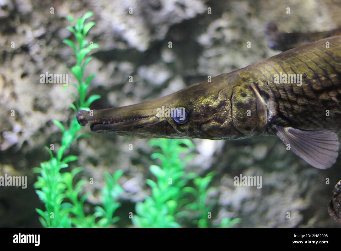 Green gar fish hi-res stock photography and images - Alamy