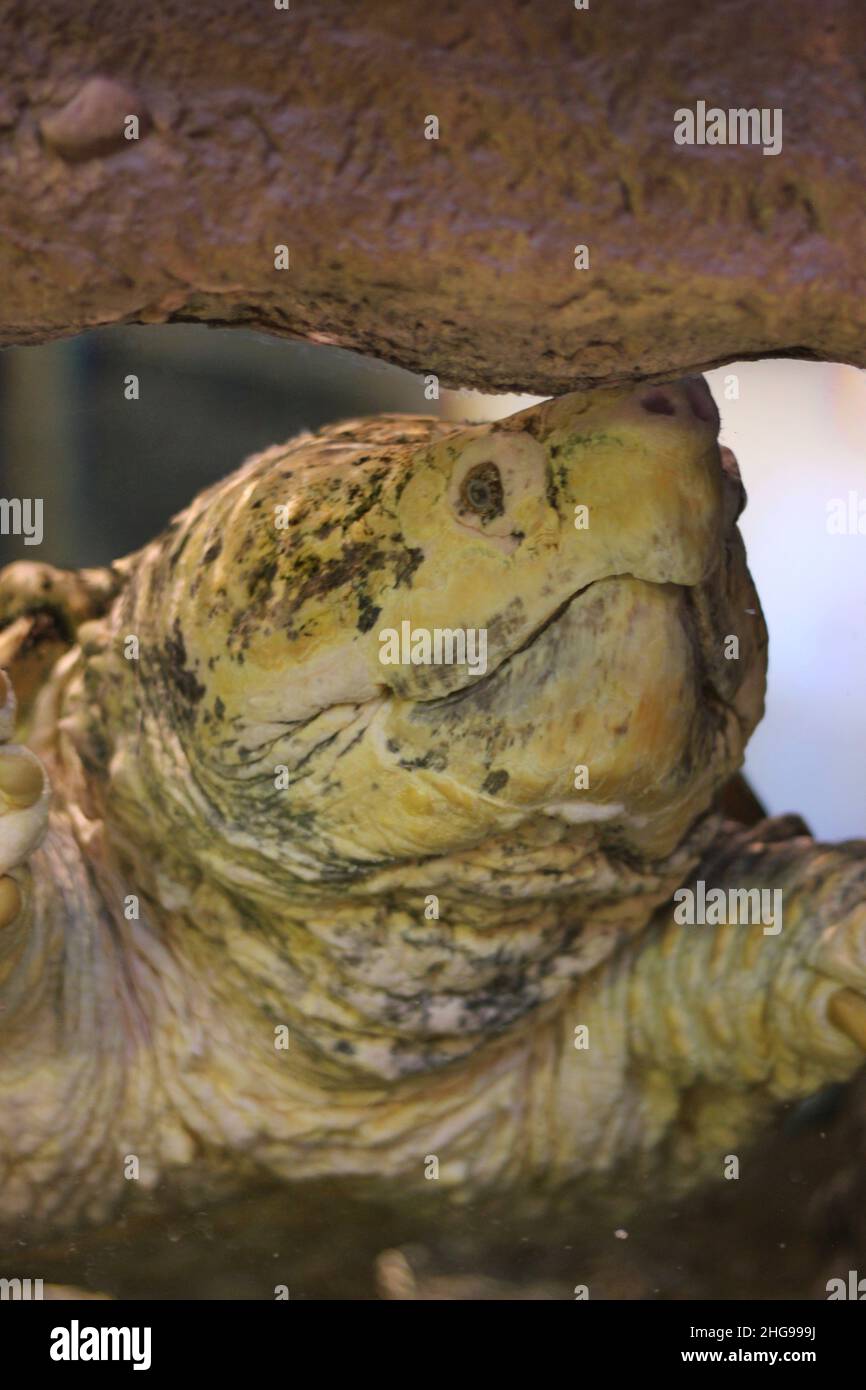 Closeup of a dangerous wild snapping turtle swimming underwater Stock ...