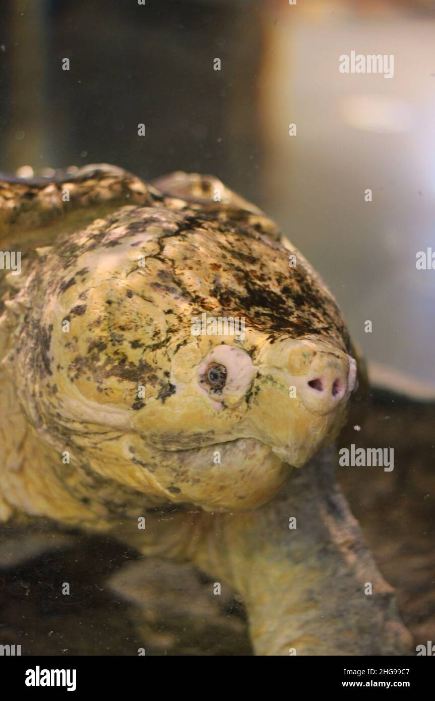 Closeup of a dangerous wild snapping turtle swimming underwater Stock ...
