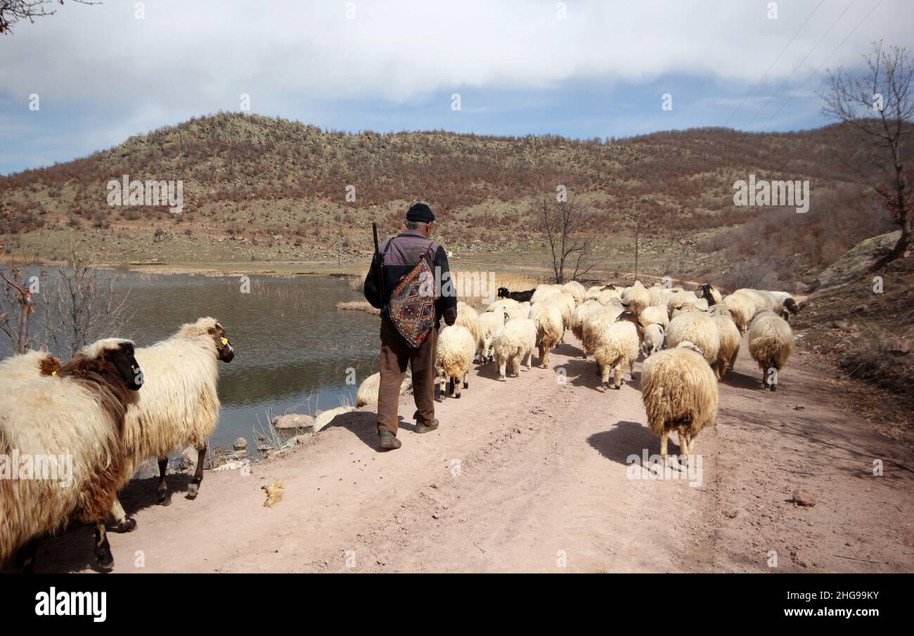 shepherd and flock of sheep Stock Photo - Alamy