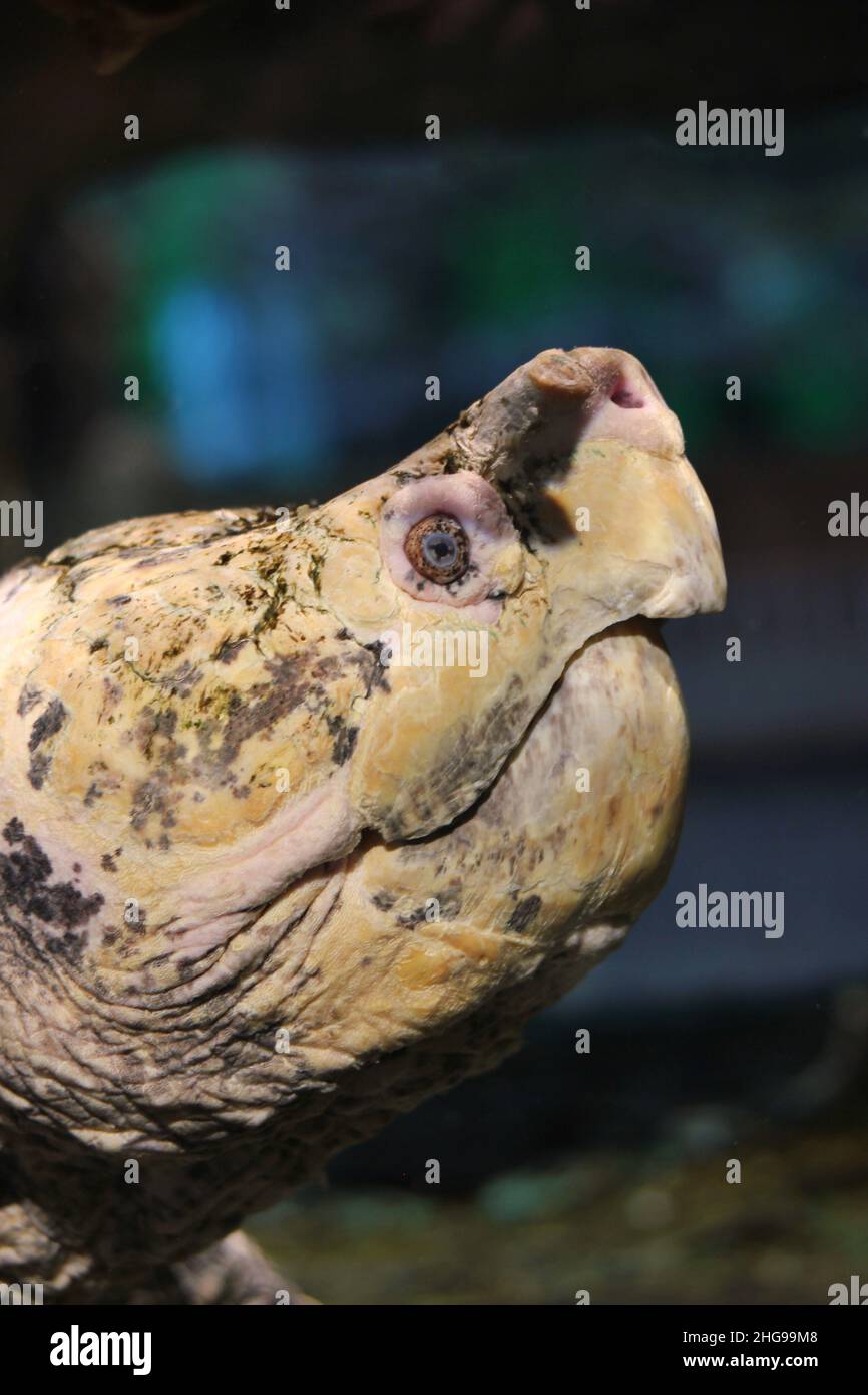 Closeup of a dangerous wild snapping turtle swimming underwater Stock ...