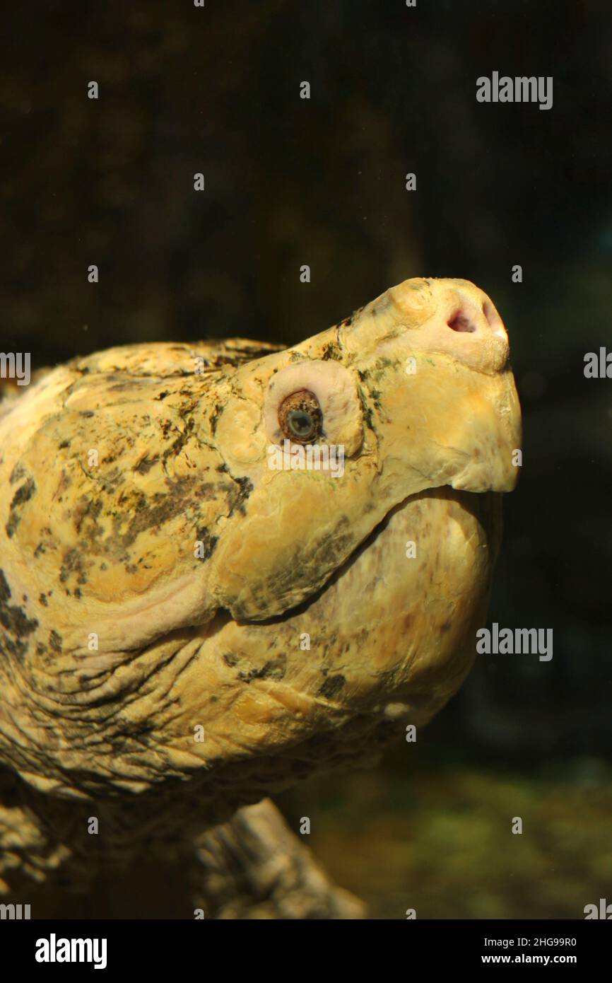 Snapping turtle detail hi-res stock photography and images - Alamy